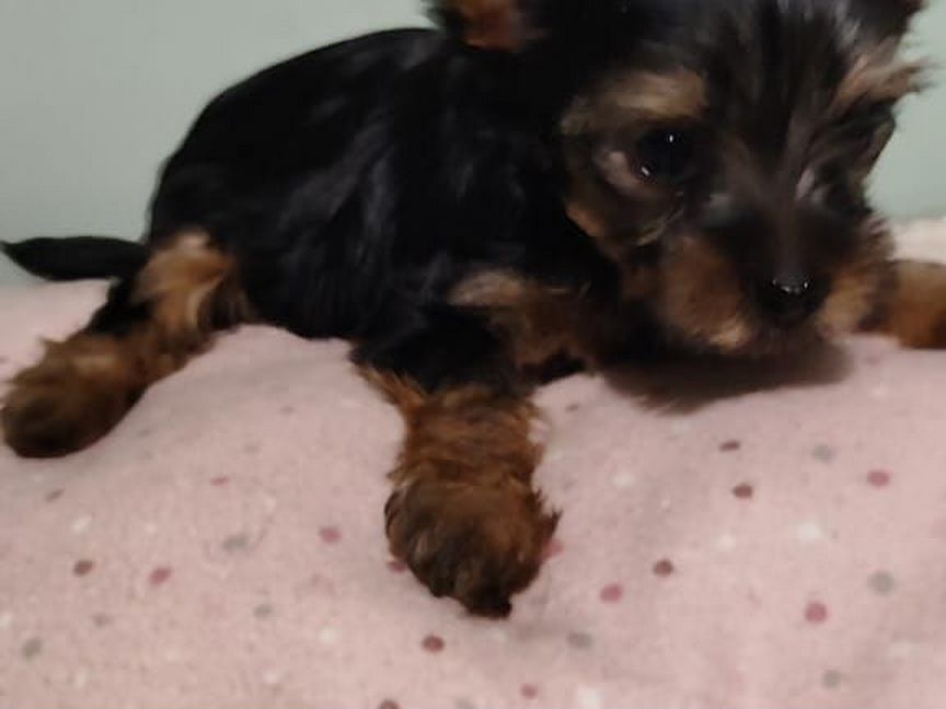 Йоркширский терьер мини щенки