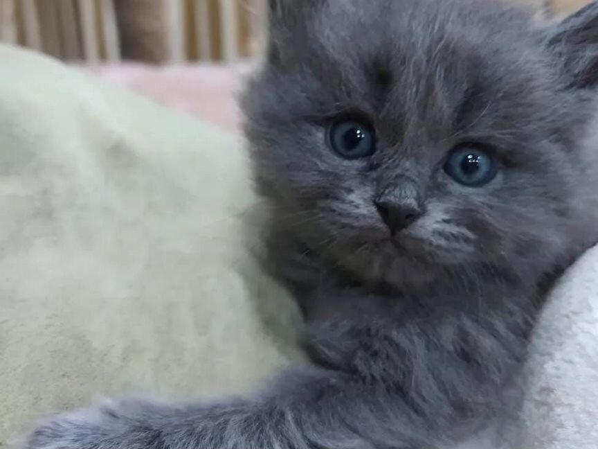 Котятки сибирские