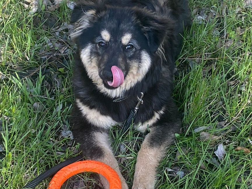 Собака Джессика ищем