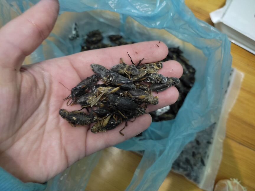 Сверчки кормовые