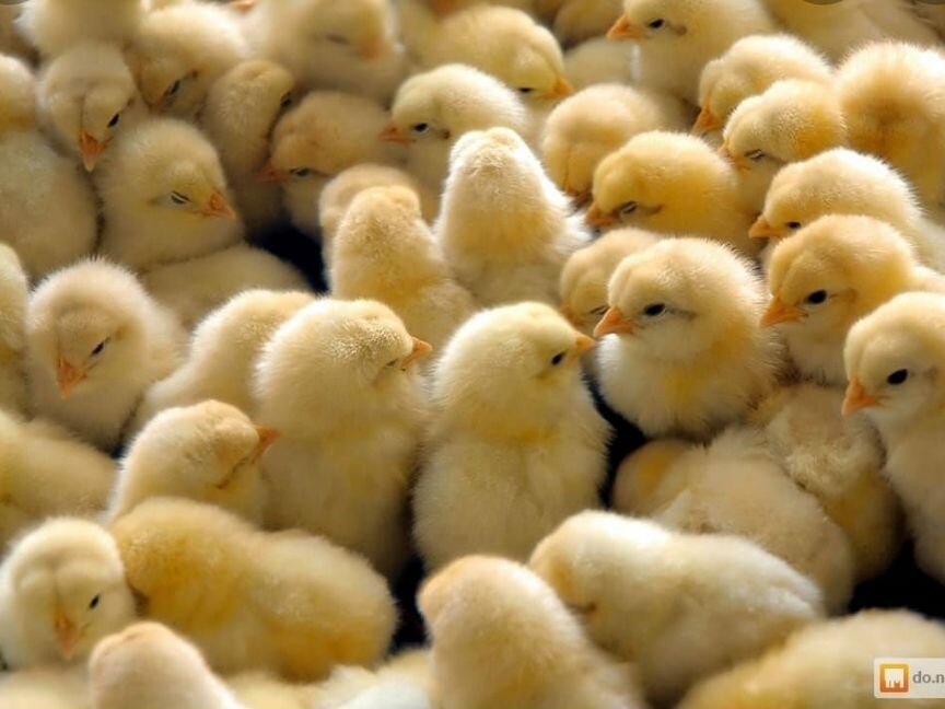 Курица Несушка, Молодка, бройлер, утята, гусята