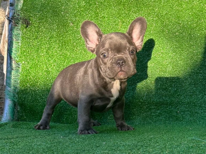Французский бульдог мышка малышка