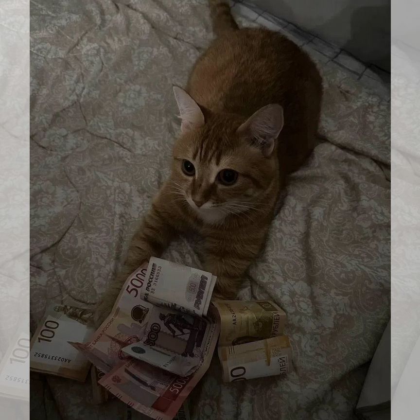 Котёнок в добрые руки