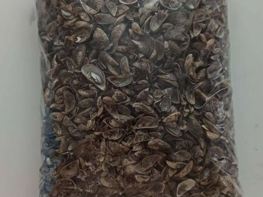 Речная ракушка