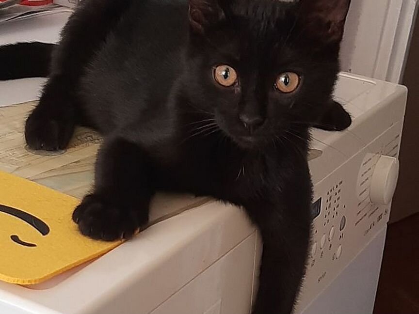 Кошки в добрые руки