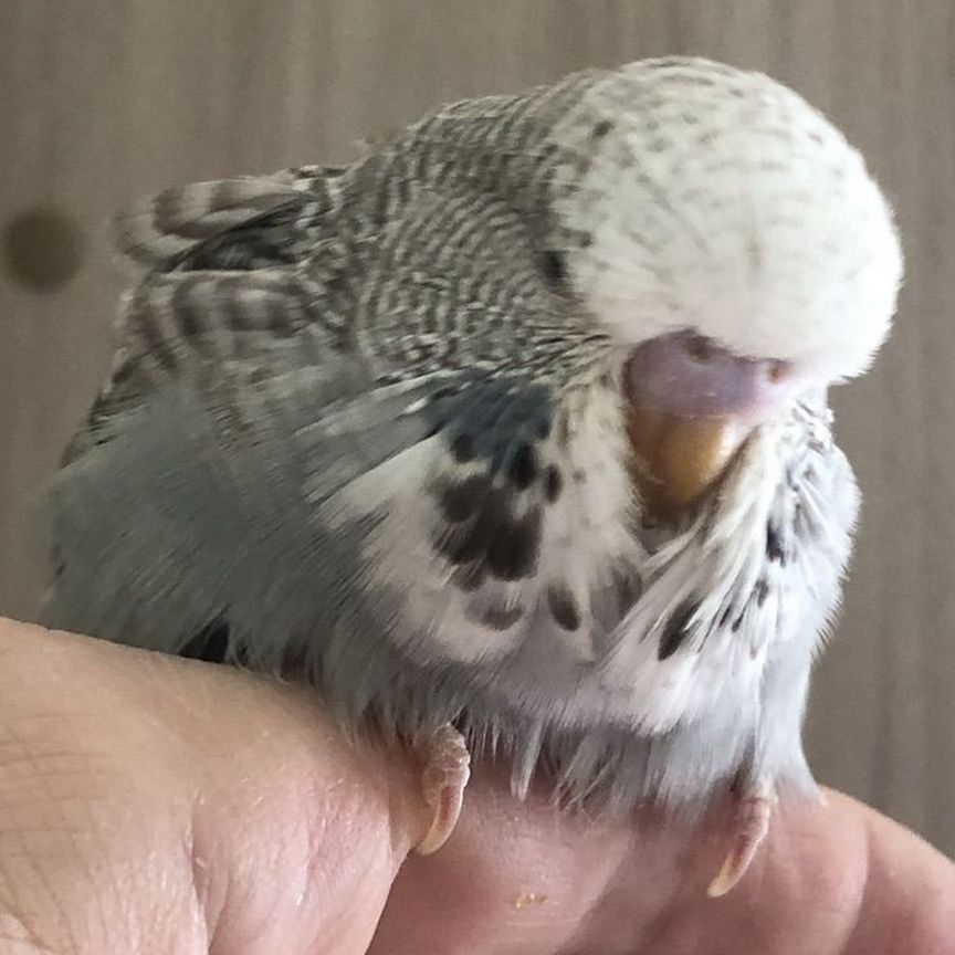 Ввп чехи птенцы