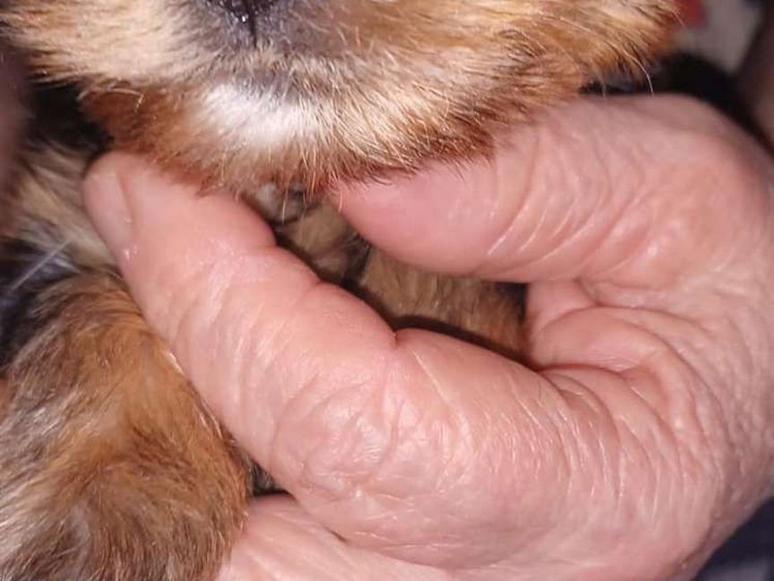 Йорки минюшечки