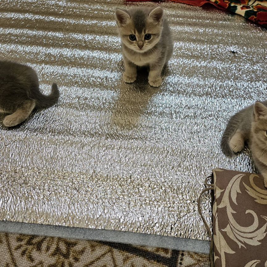 Котята помесь золотая шиншилла