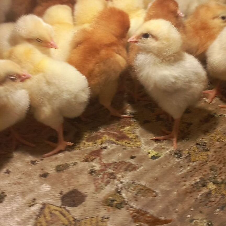 Цыплята
