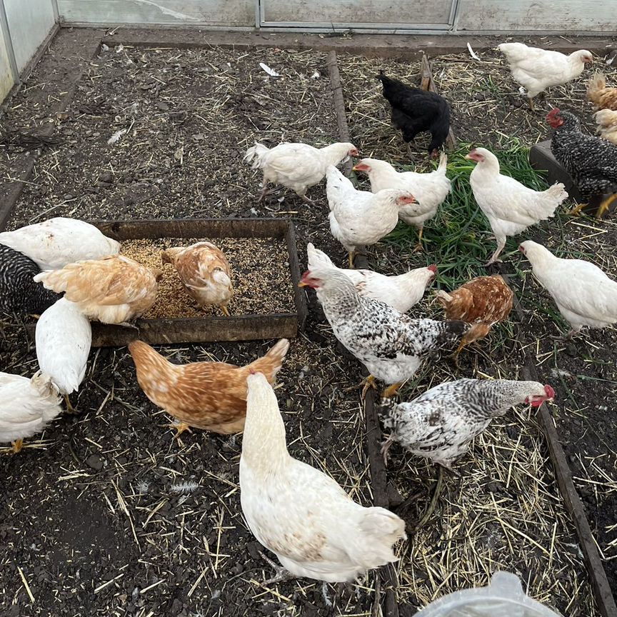 Модолые петухи