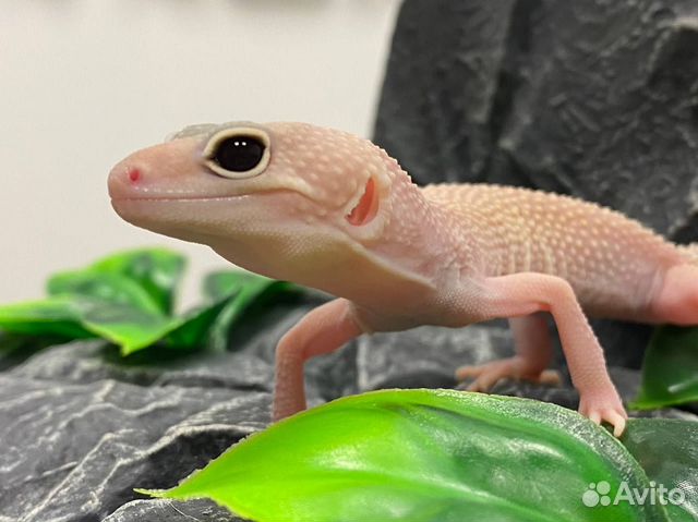 Ящерица эублефар