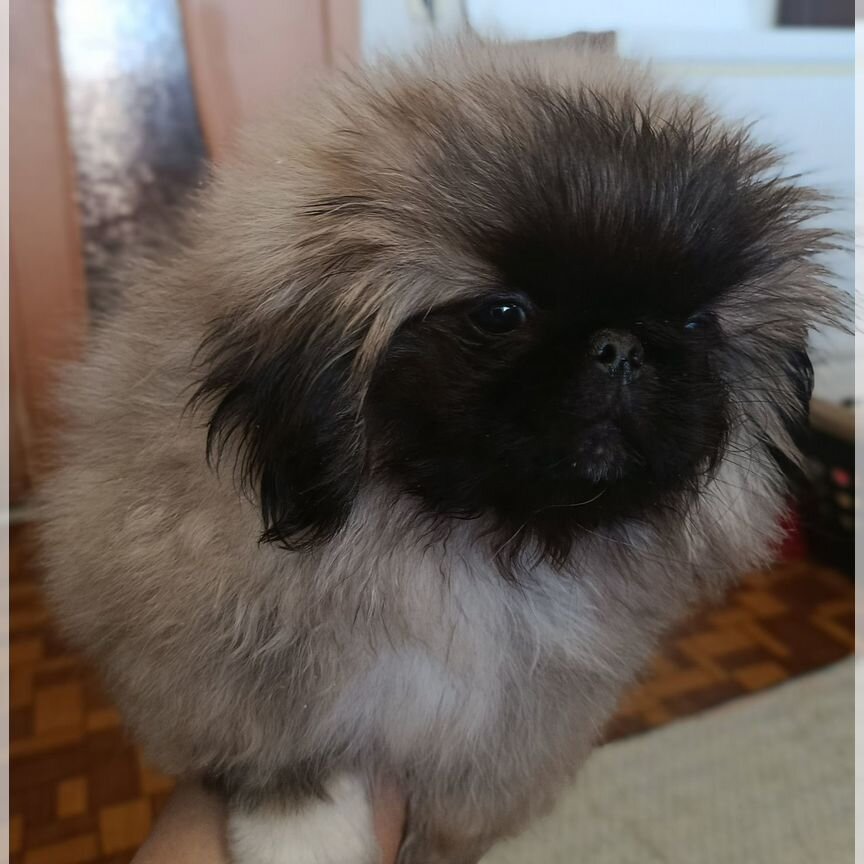 Пекинес, щенок