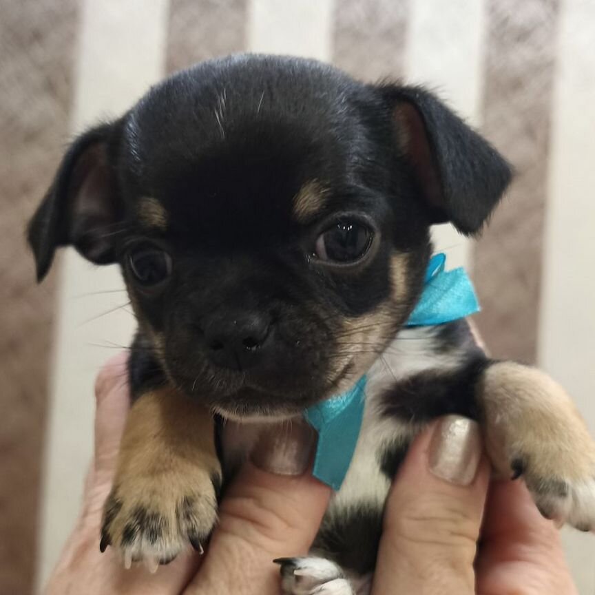 Чихуахуа, щенок