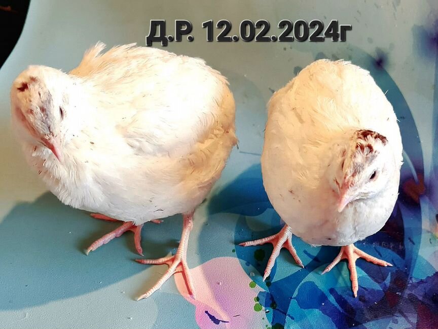 Перепел техасский, самцы