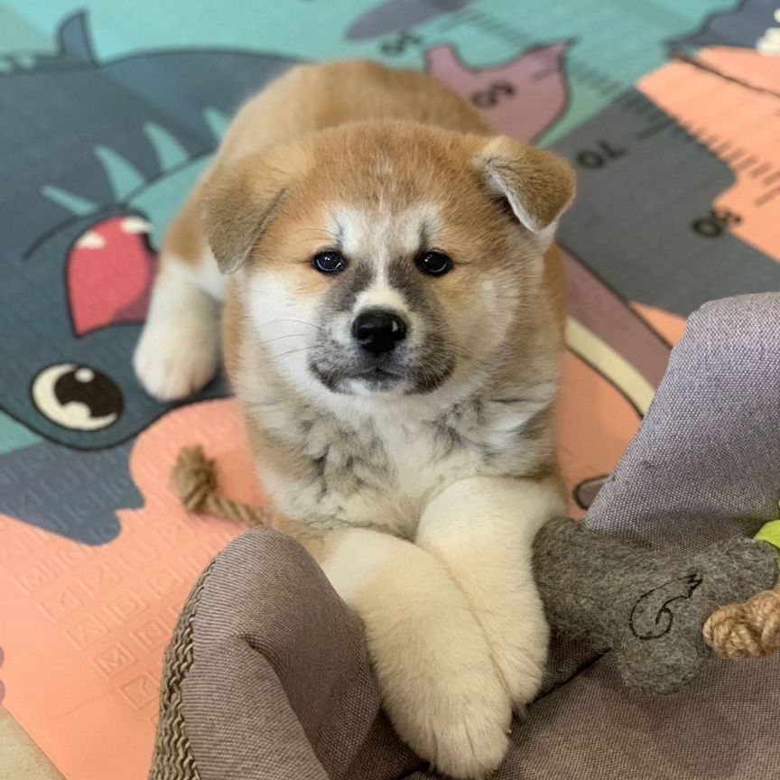 Японская акита малыши