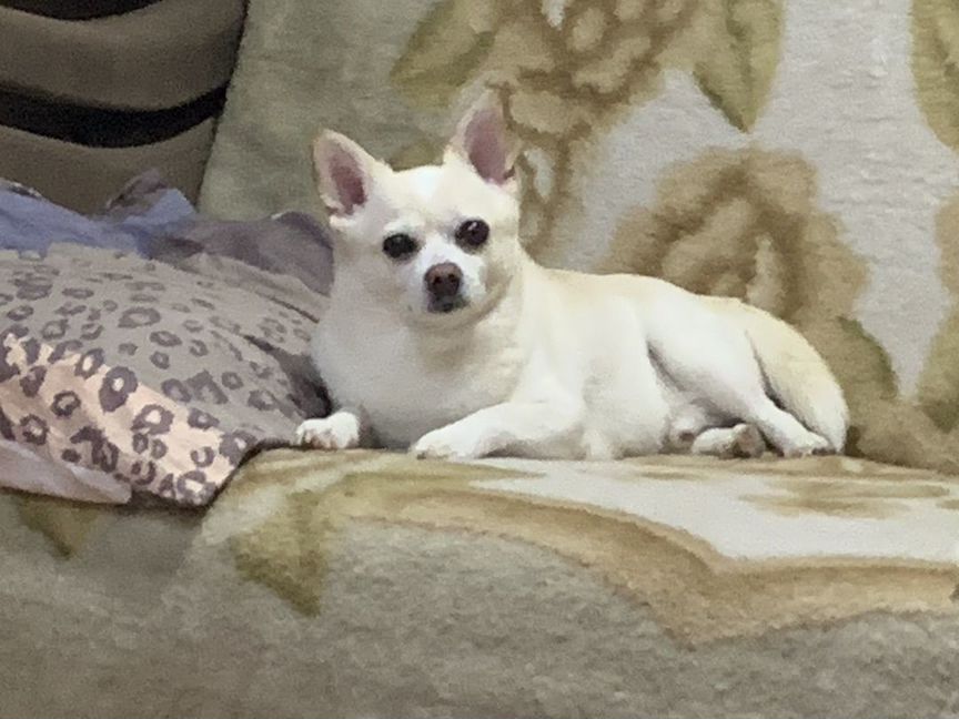 Вязка чихуахуа