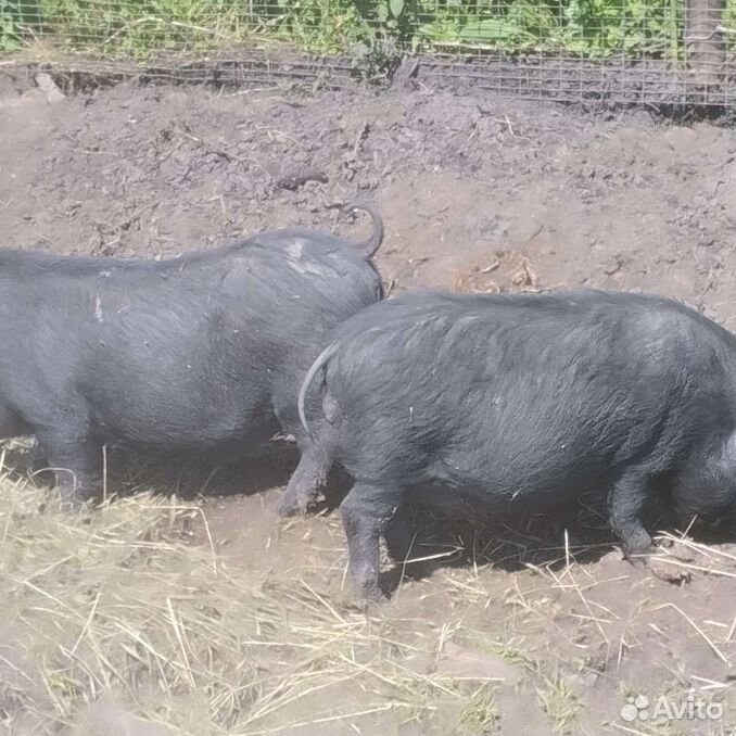 Вьетнамские вислобрюхие свиньи