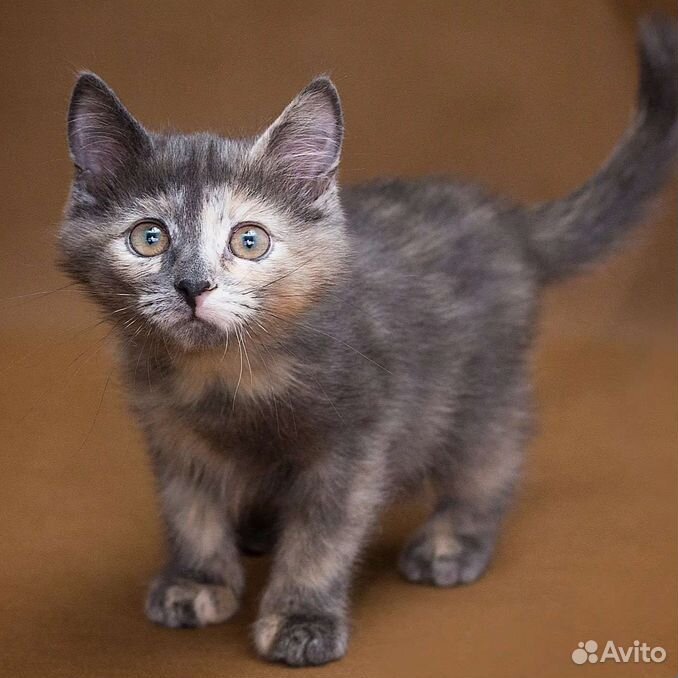 Котенок Хани ищет дом