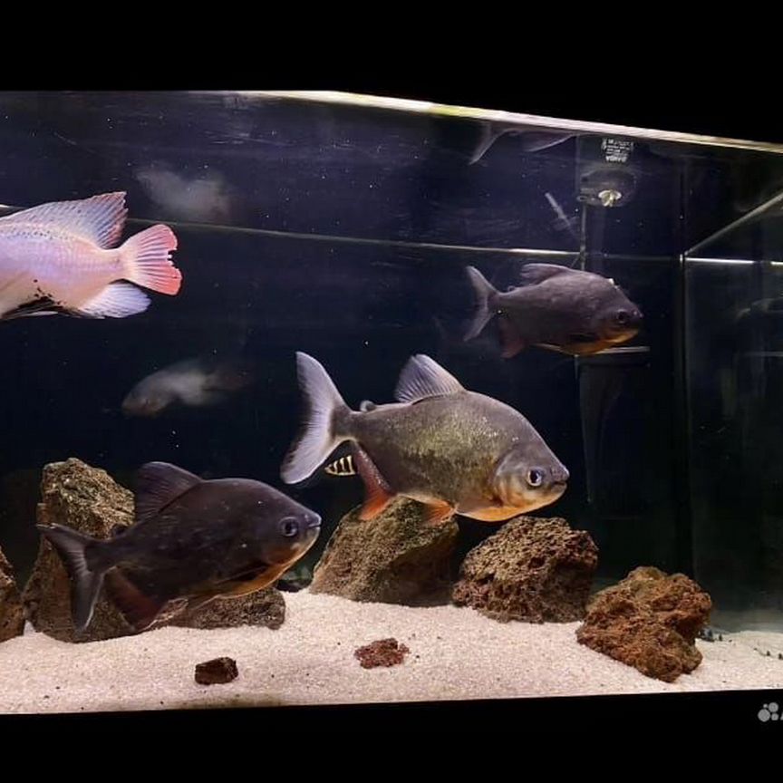 Красный паку