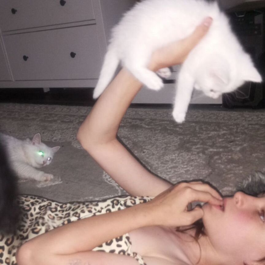 Котята турецкая ангорка