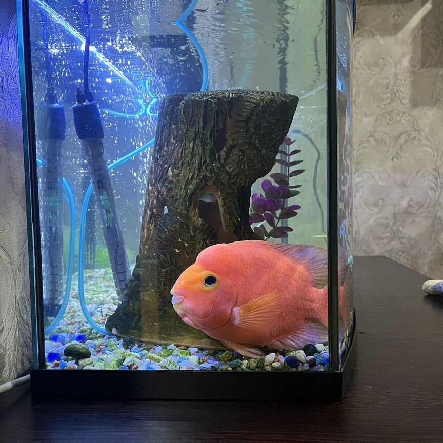 Рыбка попугай отдам