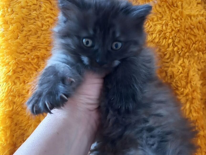 Сибирский котик