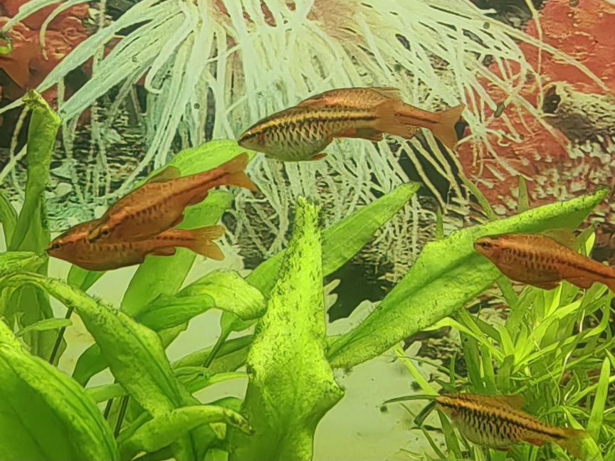 Аквариумные рыбки