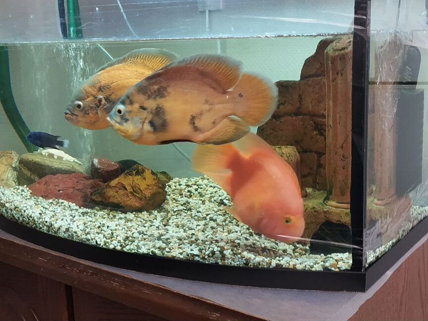 Аквариумные рыбки