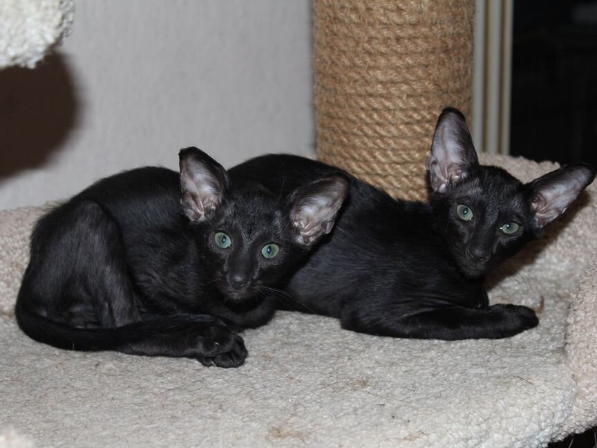 Ориентальные котятки