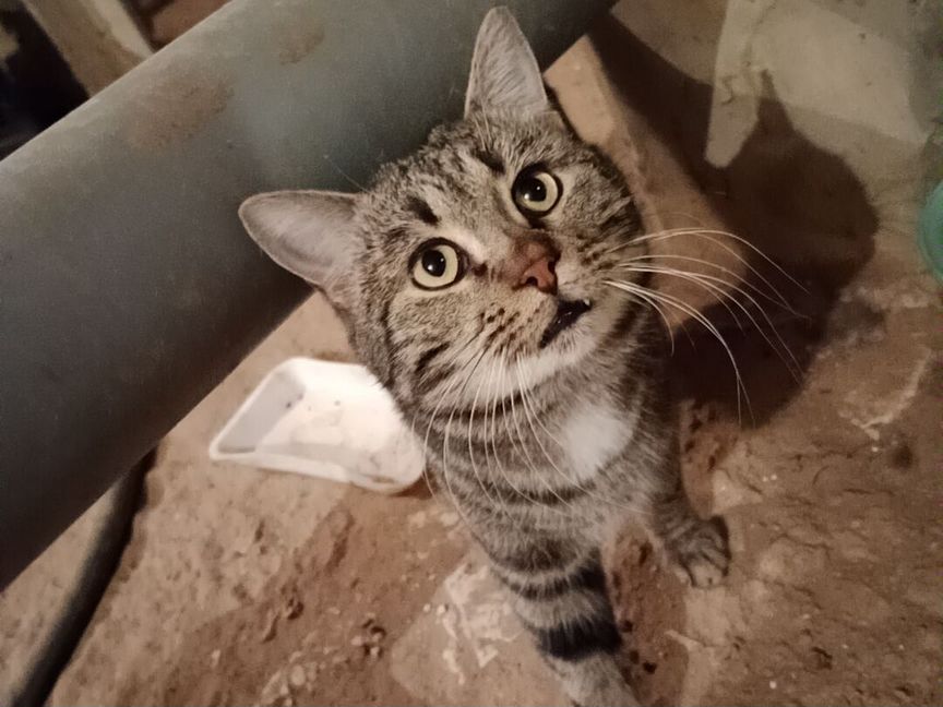 Мраморный" котик в добрые руки