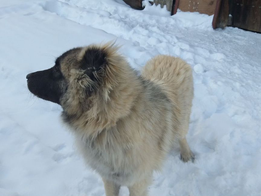 Кавказская овчарка