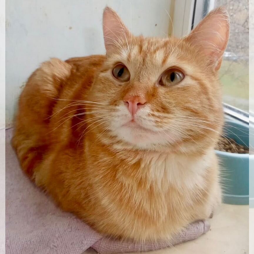 Взрослый кот в добрые руки