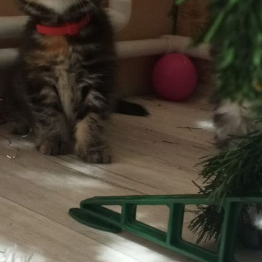 Девочка шотландка