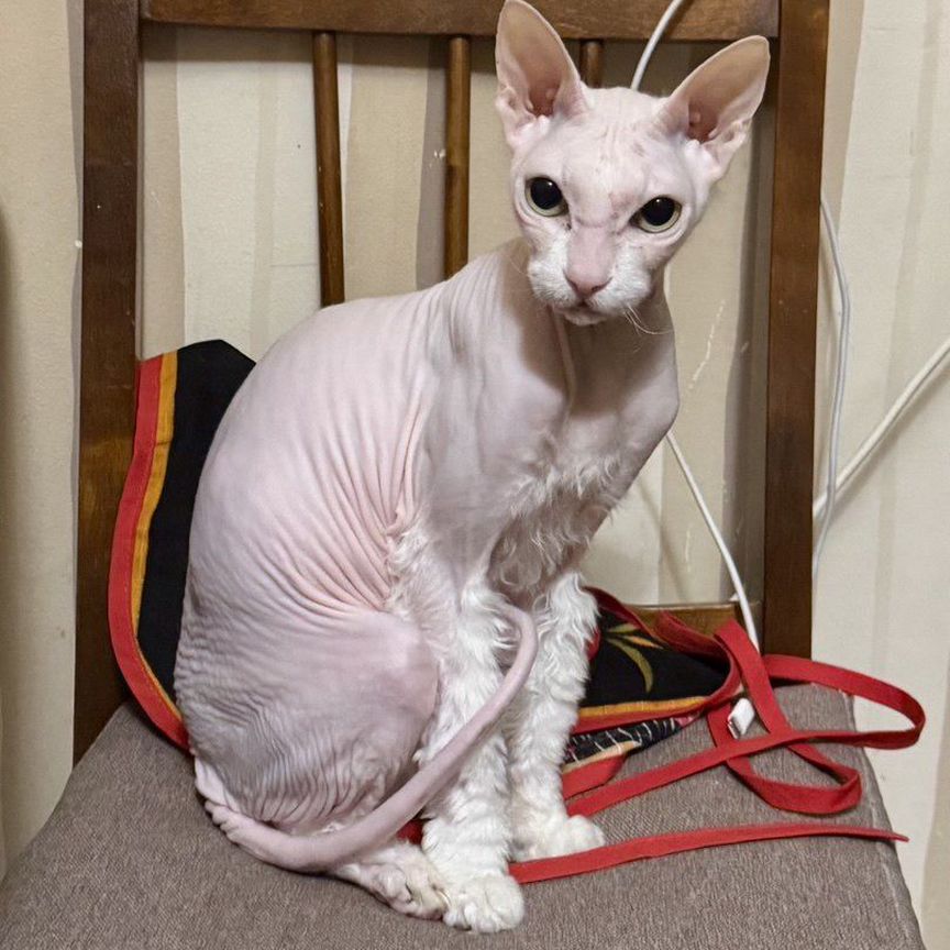 Кот