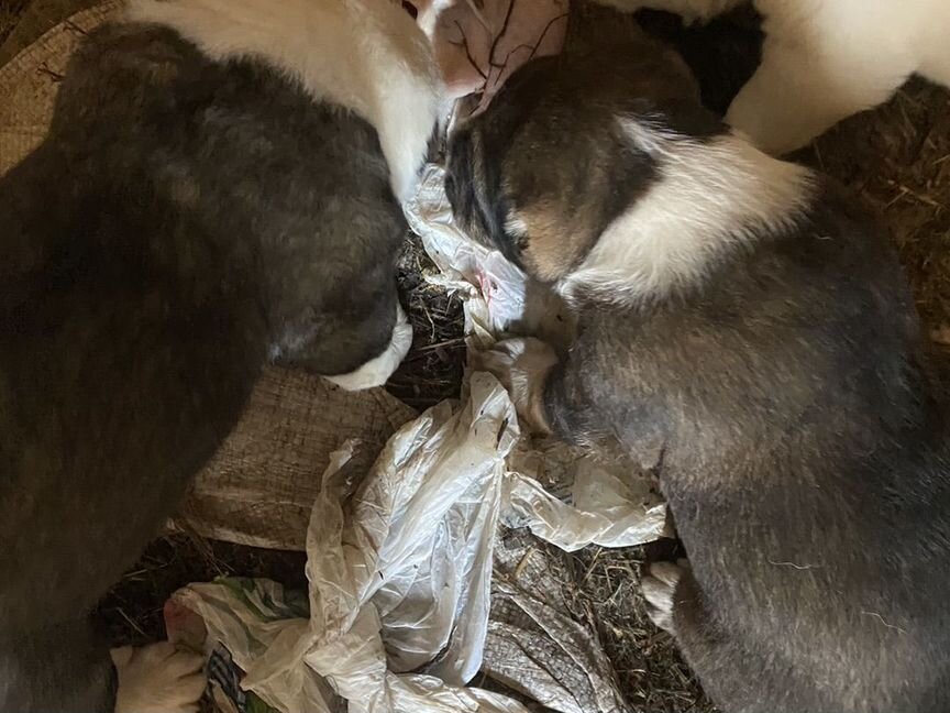 Щенки сао алабай