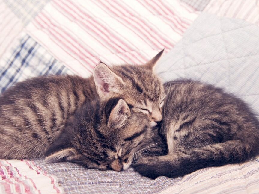 Ласковые, игривые, добрые лапочки-котятки