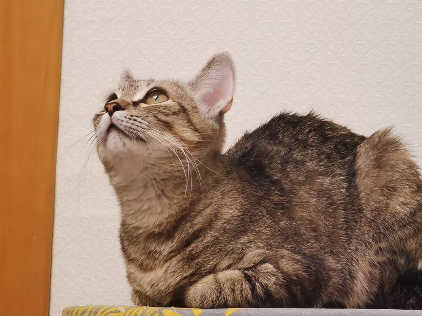 Отдам кошку в добрые руки