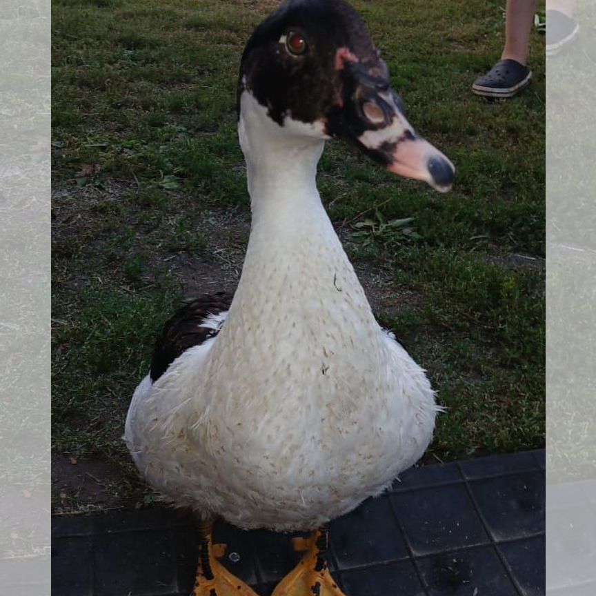 Индоутка. мускусная утка