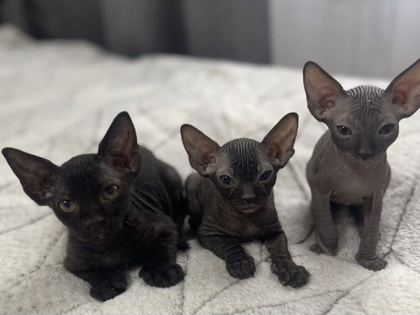 Котята сфинкс