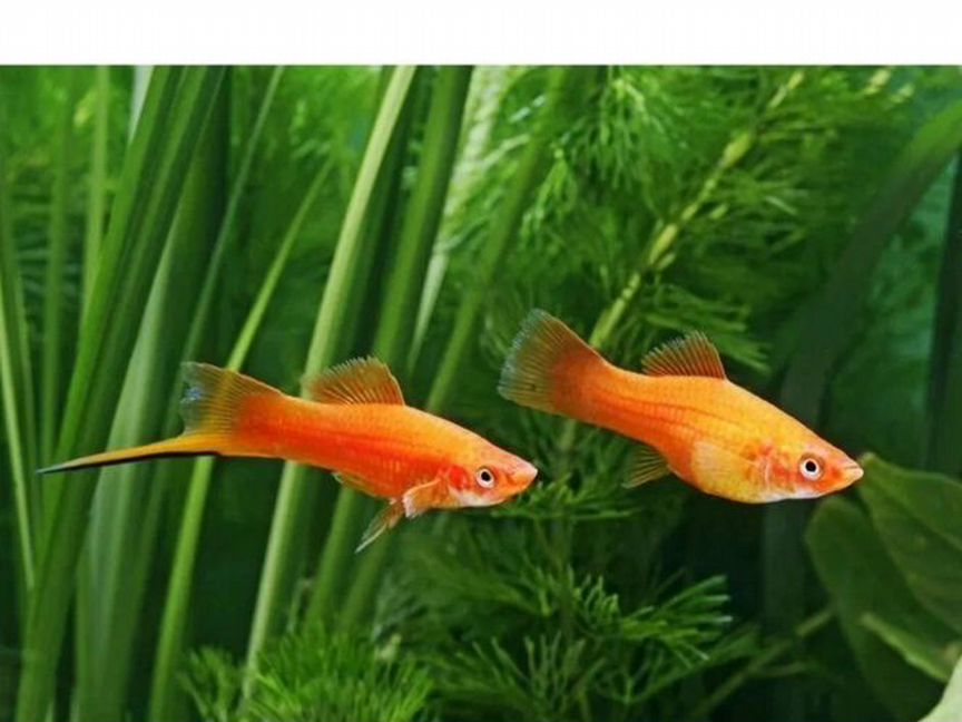 Продам меченосцев 3 девочки 1 мальчик