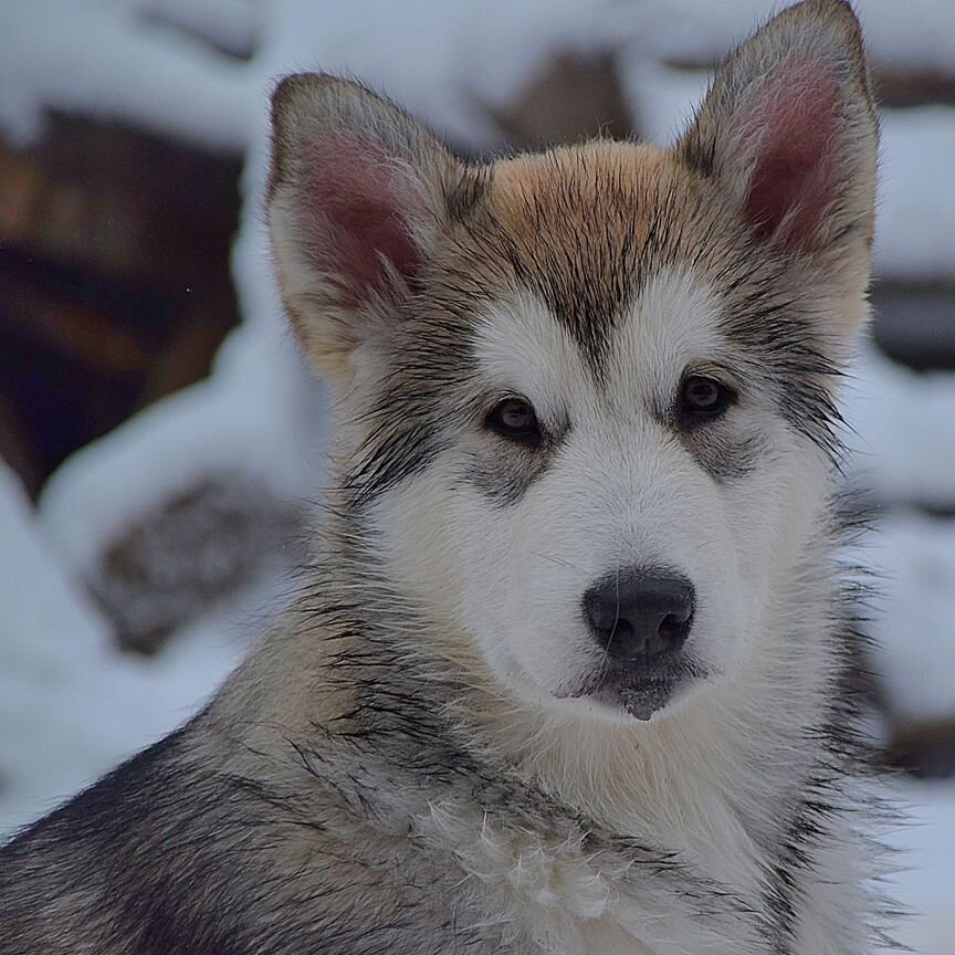 Аляскинский маламут, щенок