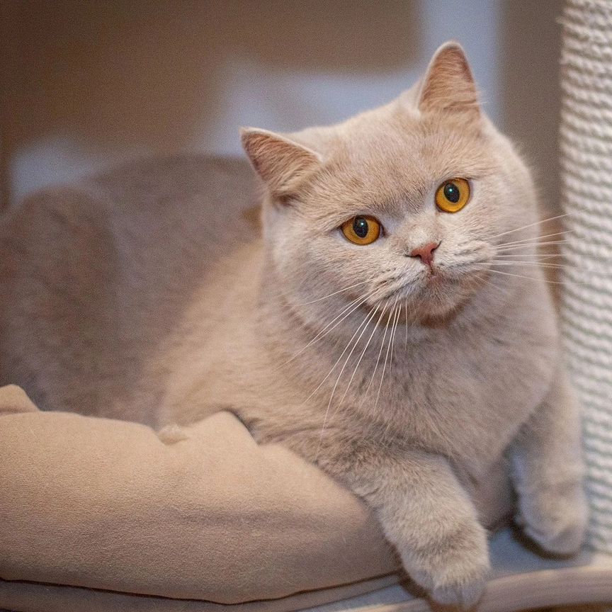 Девочка в любимцы