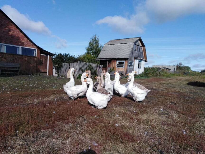 Гуси холмогоры