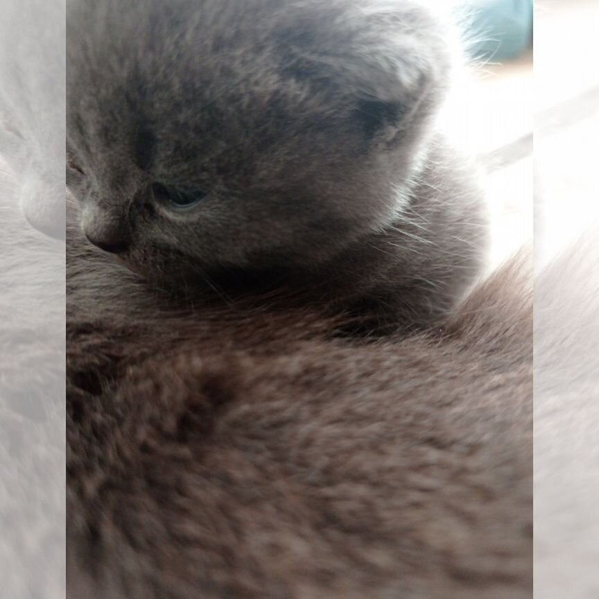 Мать Шотландская, отец сиамский