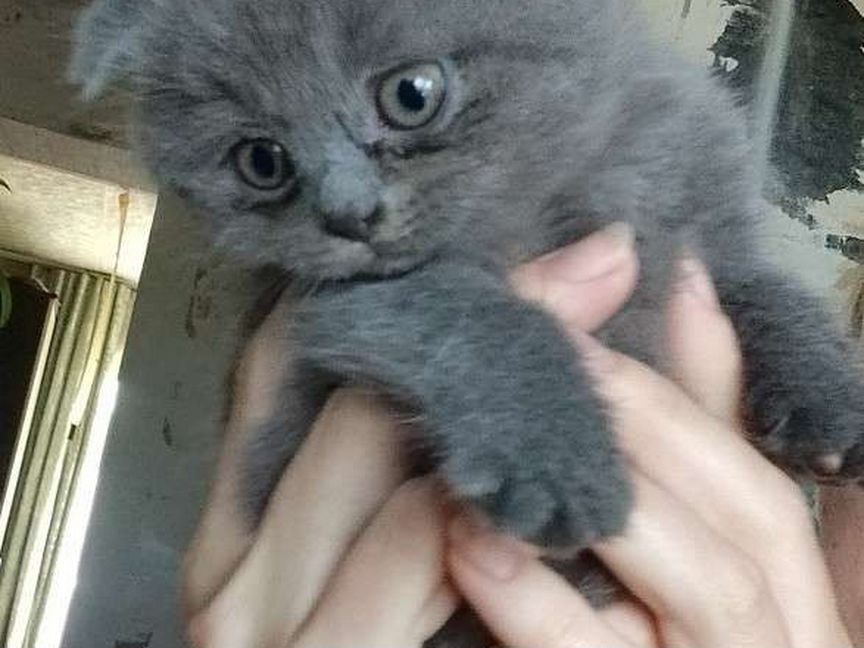 Шотландская