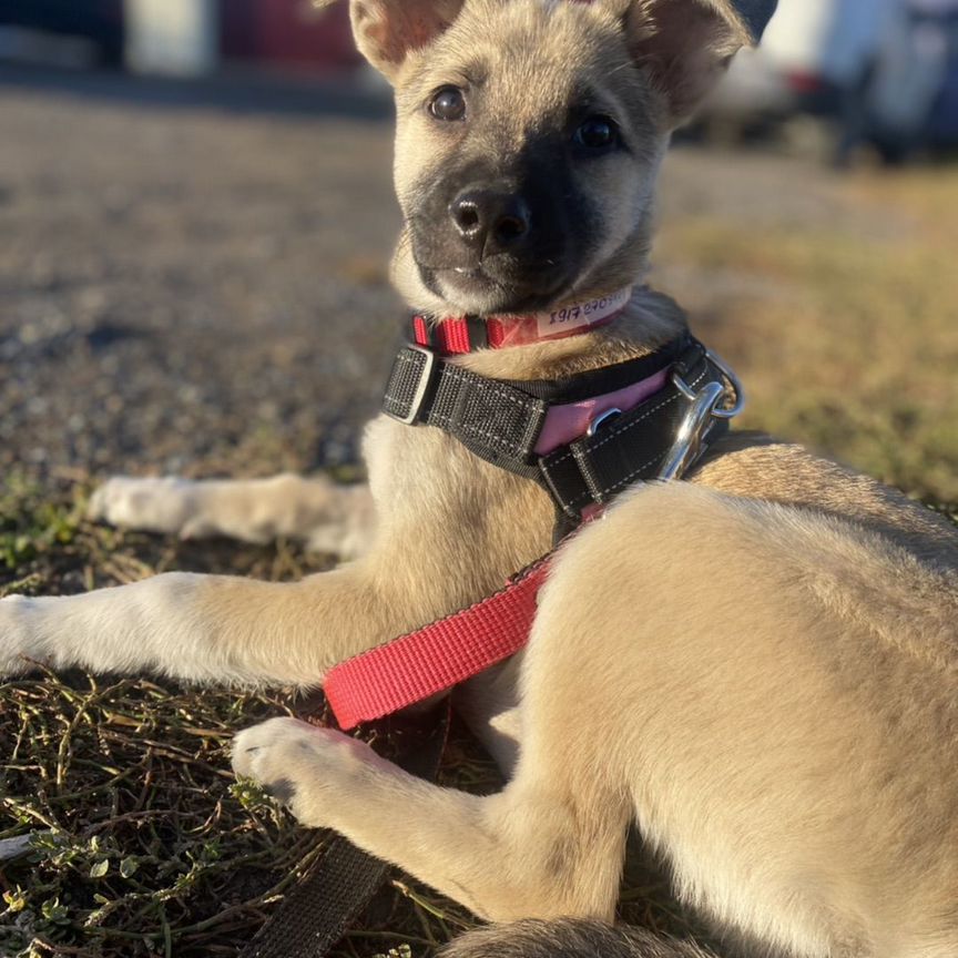 Щенок в дар