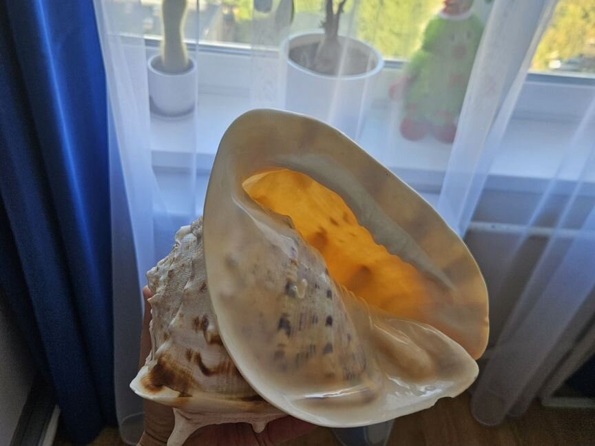 Камень ракушка