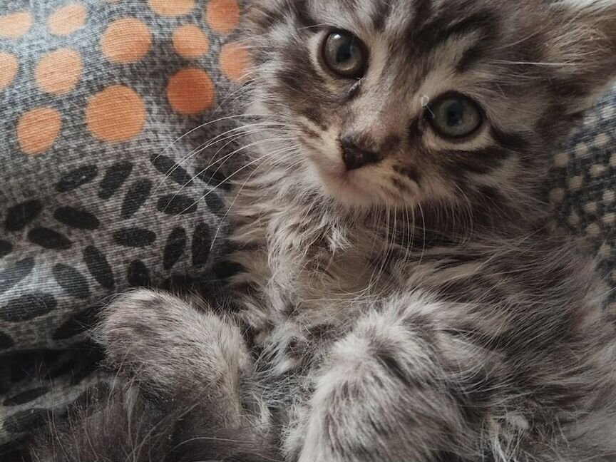 Котята в добрые руки бесплатно