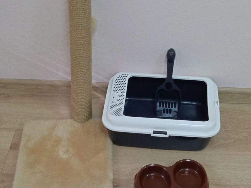 Лоток, миска, наполнитель, переноска