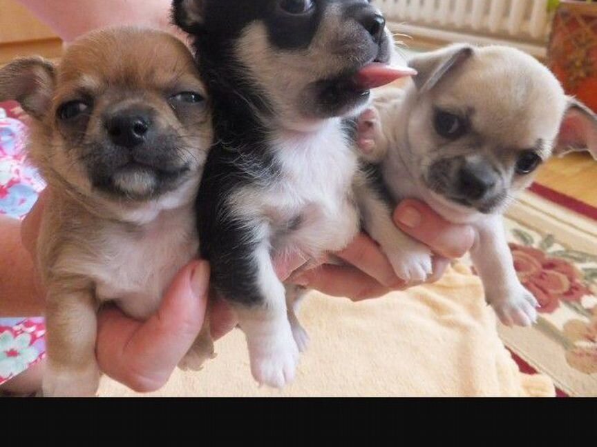 Щенки чихуахуа